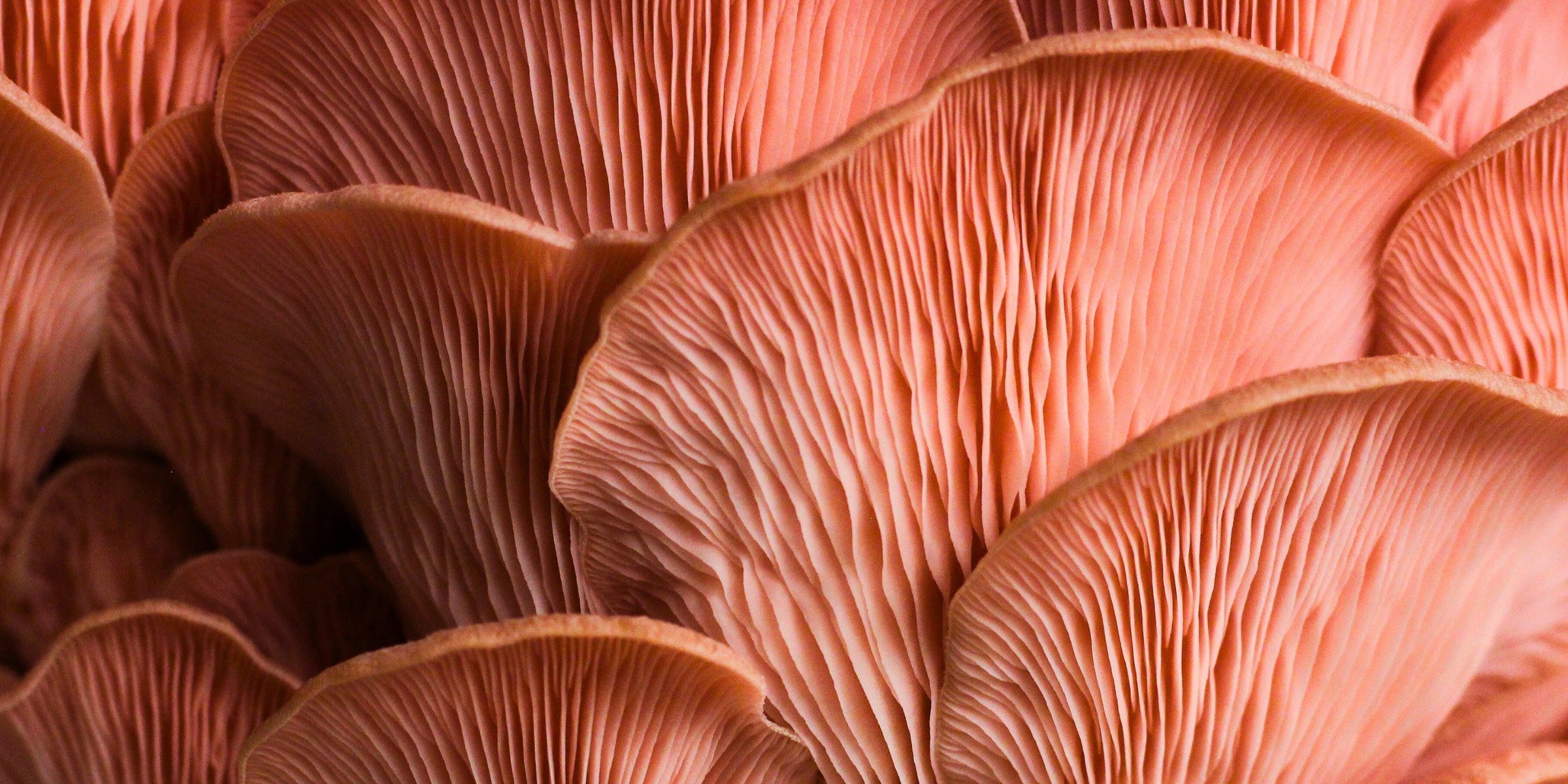 Apie Mushi Mushi – MB Grybų namai